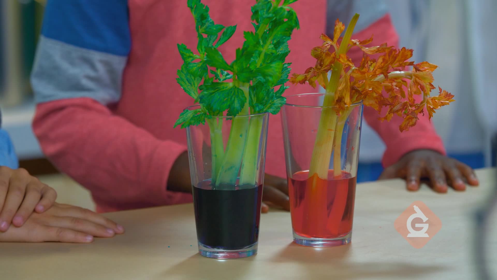 Experimento Con Colorante Vegetal Y Alimentario Cómo Obtener