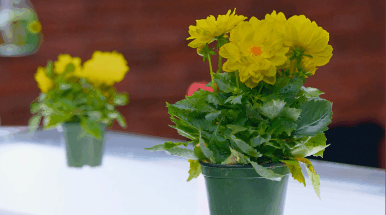 Planting Season Science Lessons & DIY Activities (K-5)